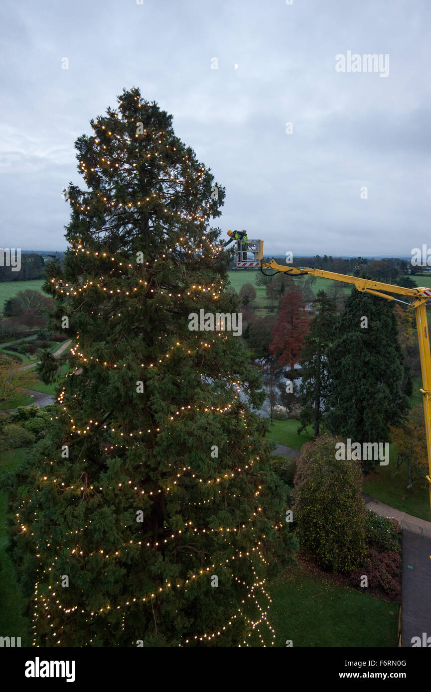 Wakehurst, UK. 19th Nov, 2015. UK’s tallest living Christmas tree is ...