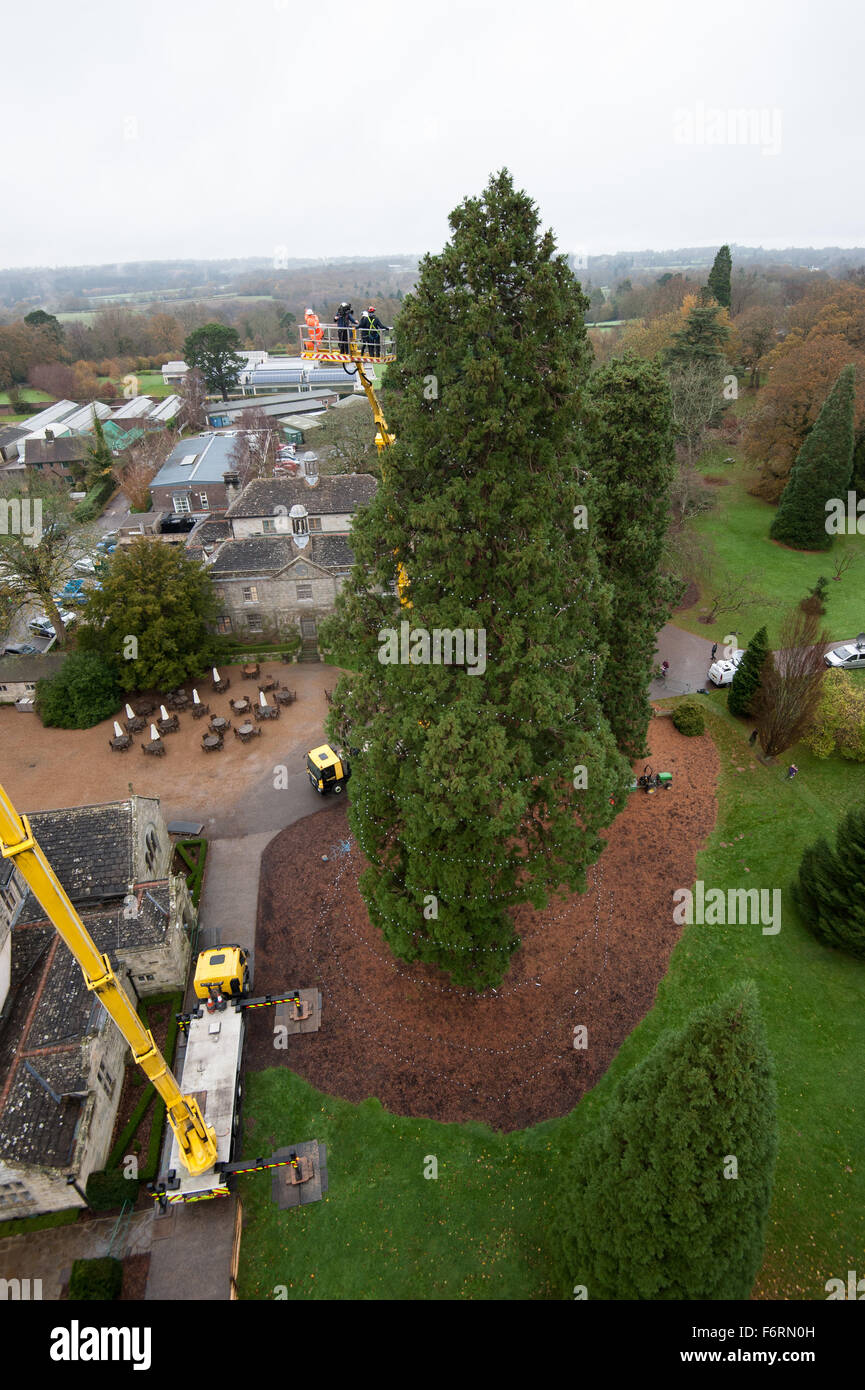 Wakehurst, UK. 19th Nov, 2015. UK’s tallest living Christmas tree is ...