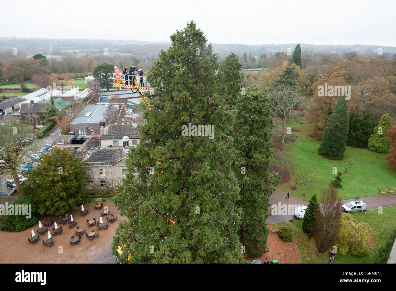 Wakehurst, UK. 19th Nov, 2015. UK’s tallest living Christmas tree is ...