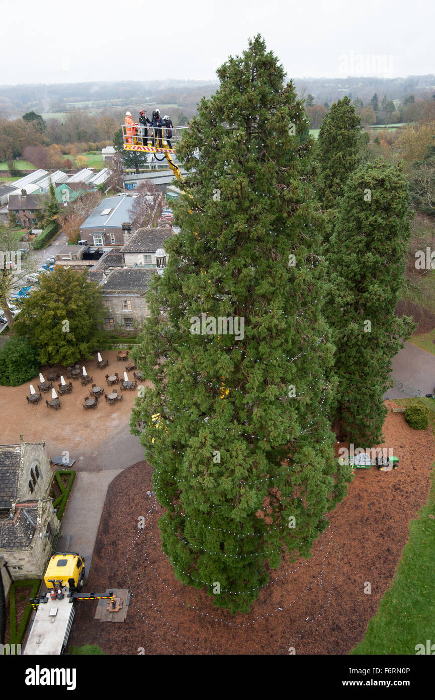 Wakehurst, UK. 19th Nov, 2015. UK’s tallest living Christmas tree is ...
