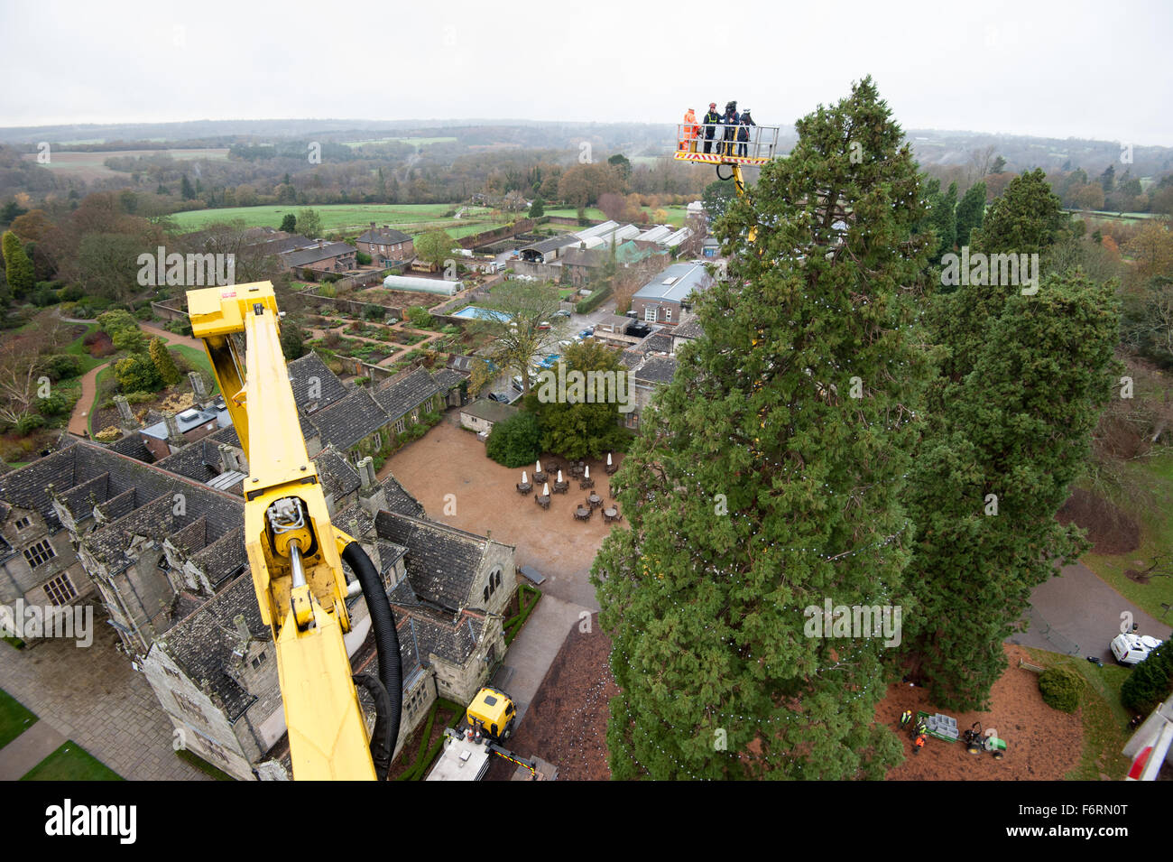 Wakehurst, UK. 19th Nov, 2015. UK’s tallest living Christmas tree is ...