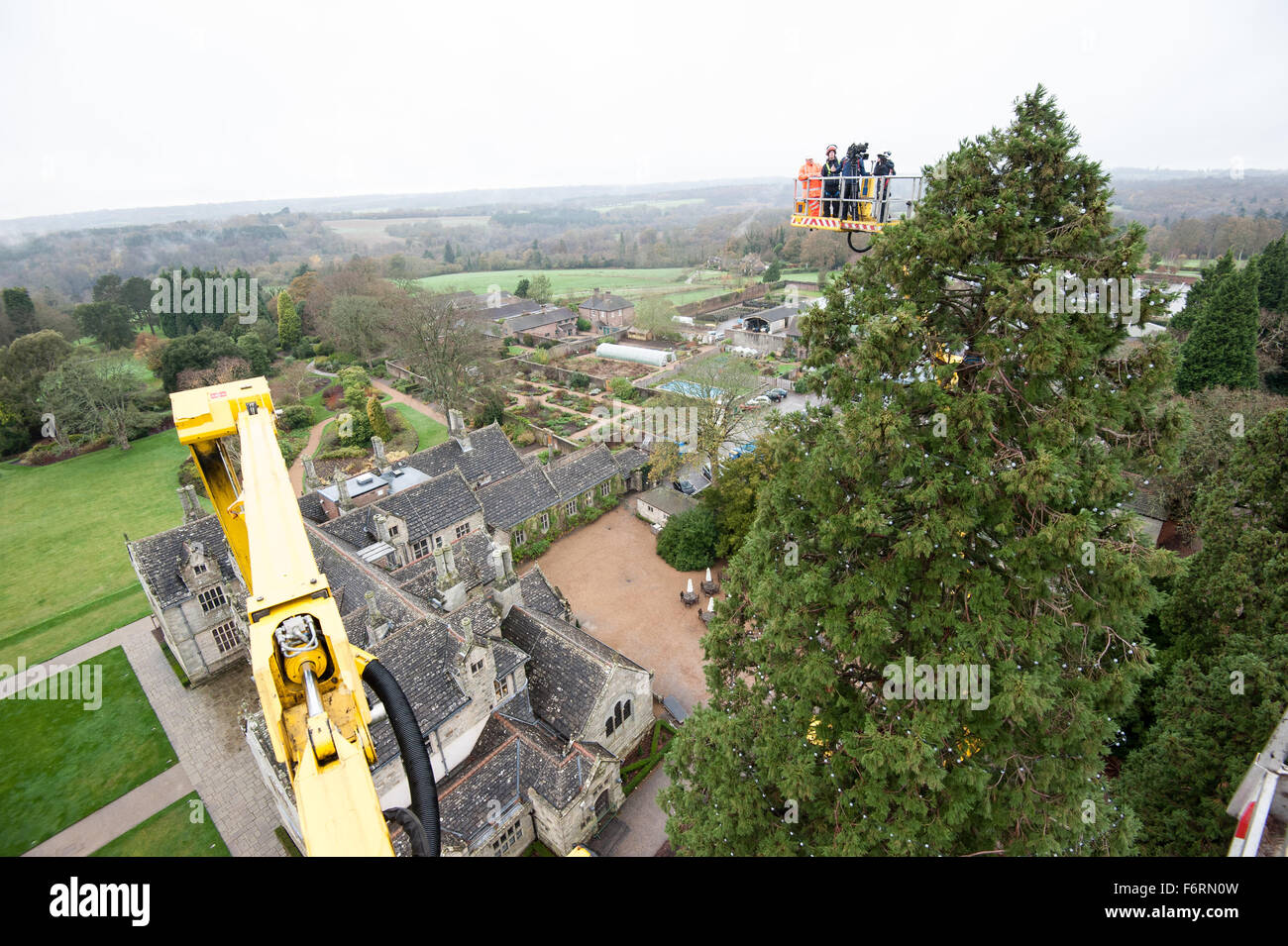 Wakehurst, UK. 19th Nov, 2015. UK’s tallest living Christmas tree is ...
