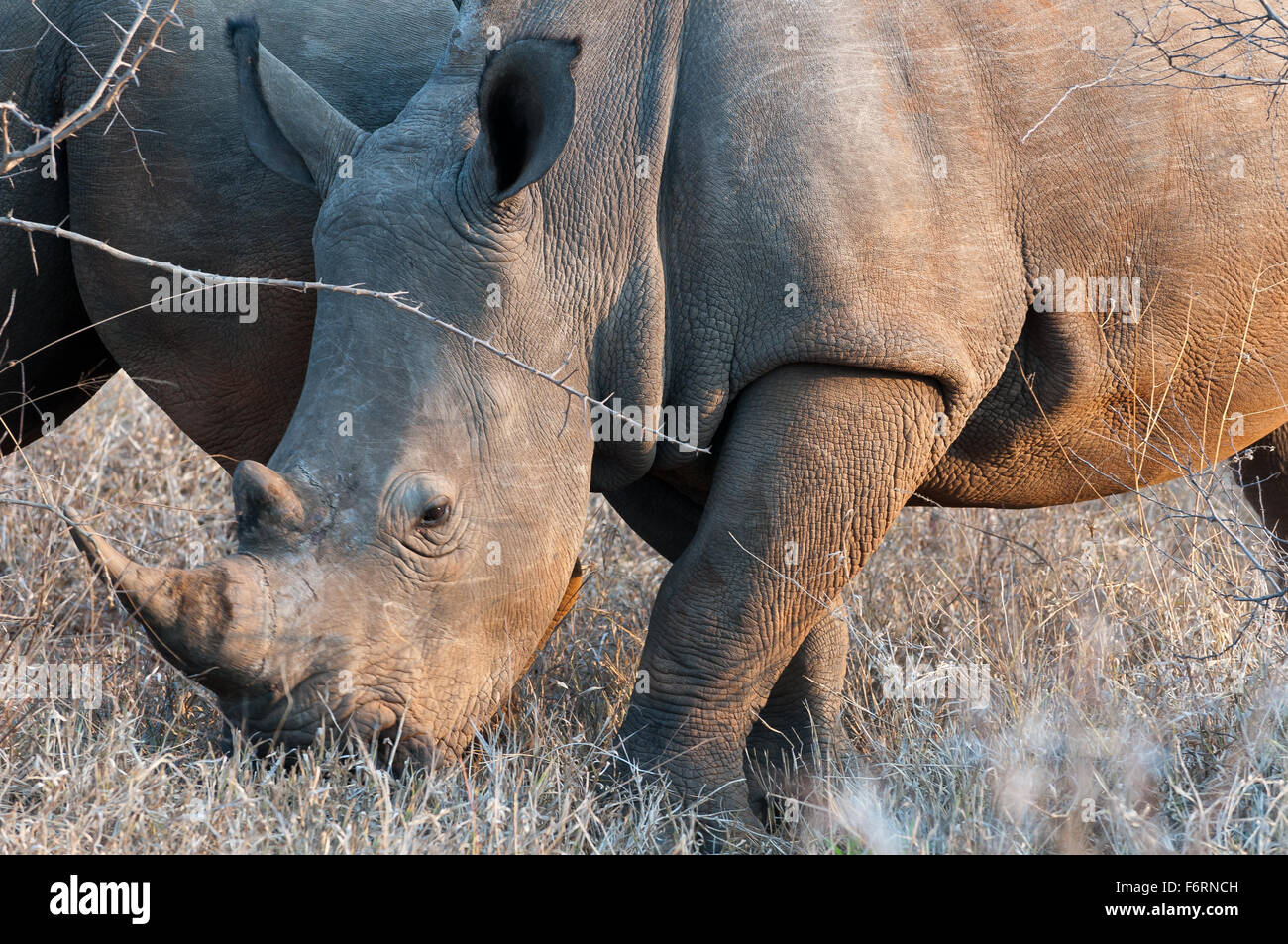 Brown rhino hi-res stock photography and images - Alamy