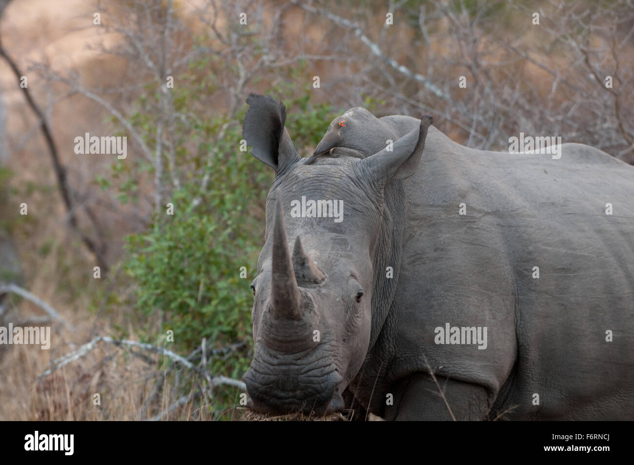 Rhino brown hi-res stock photography and images - Alamy
