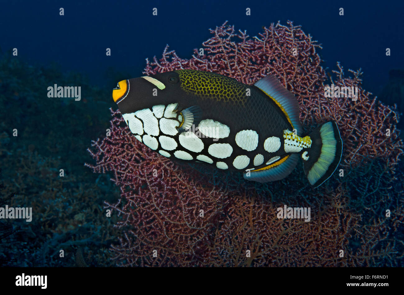 Clown triggerfish (Balistoides conspicillum) swimming in front of a fan ...