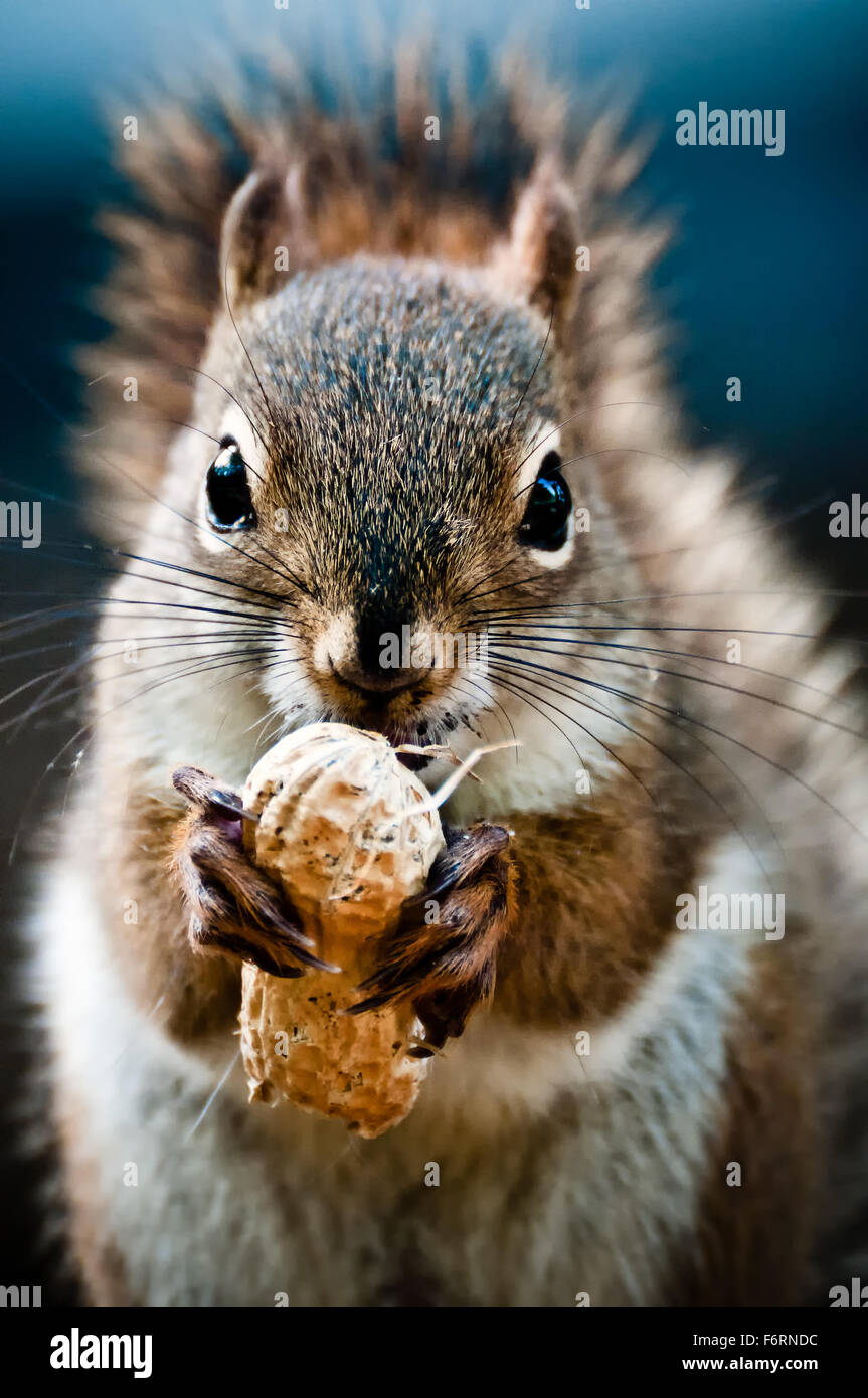 Squirrel with Peanut Stock Photo - Alamy