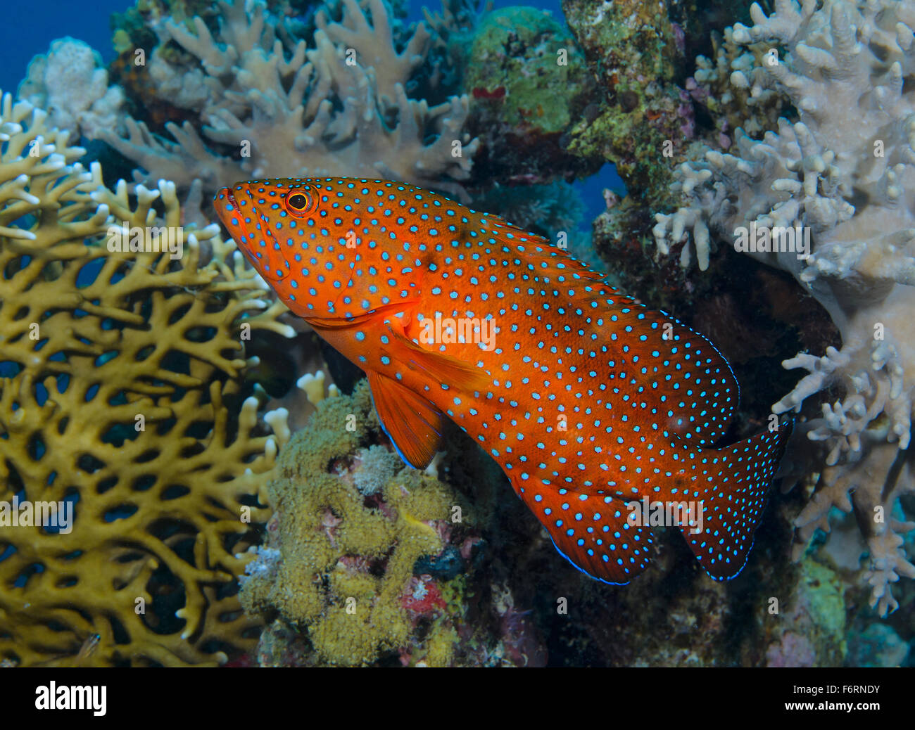 Coral Grouper, Cephalopholis miniata, on coral reef, in Tulamben, Bali ...