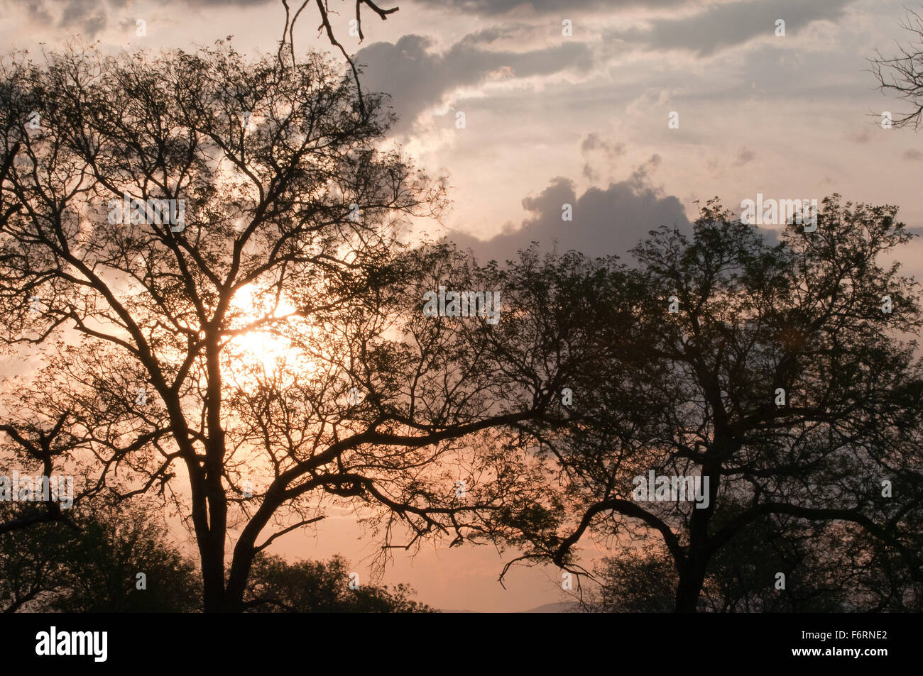 Orange tree branches sun hi-res stock photography and images - Alamy