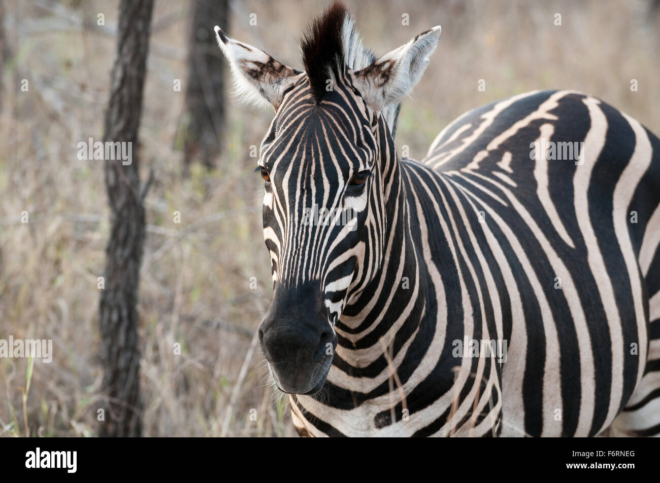 Zebra wood hi-res stock photography and images - Alamy