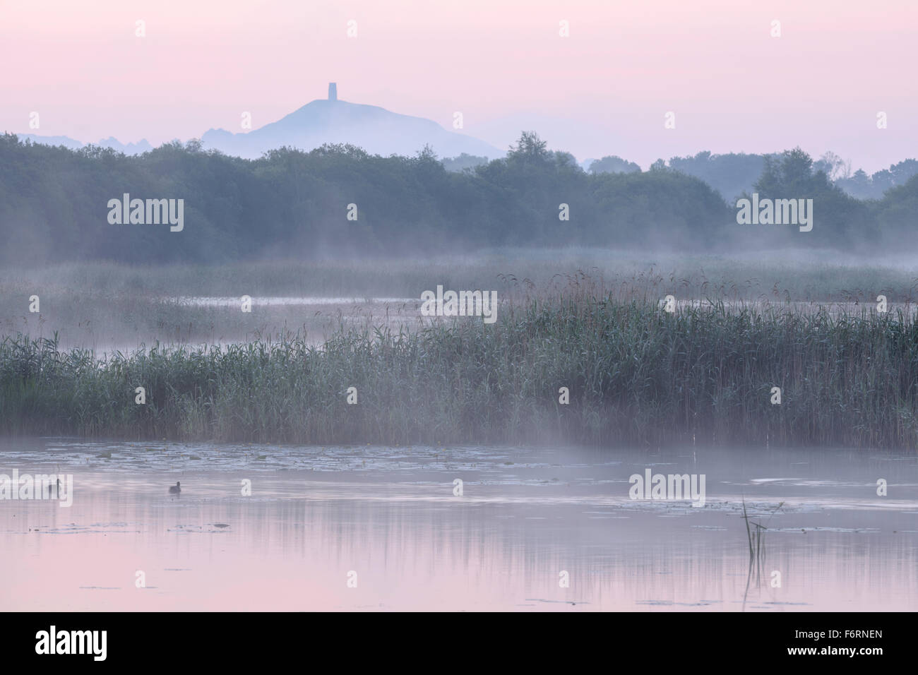 A misty morning at Shapwick Heath Nature Reserve, Somerset, with ...