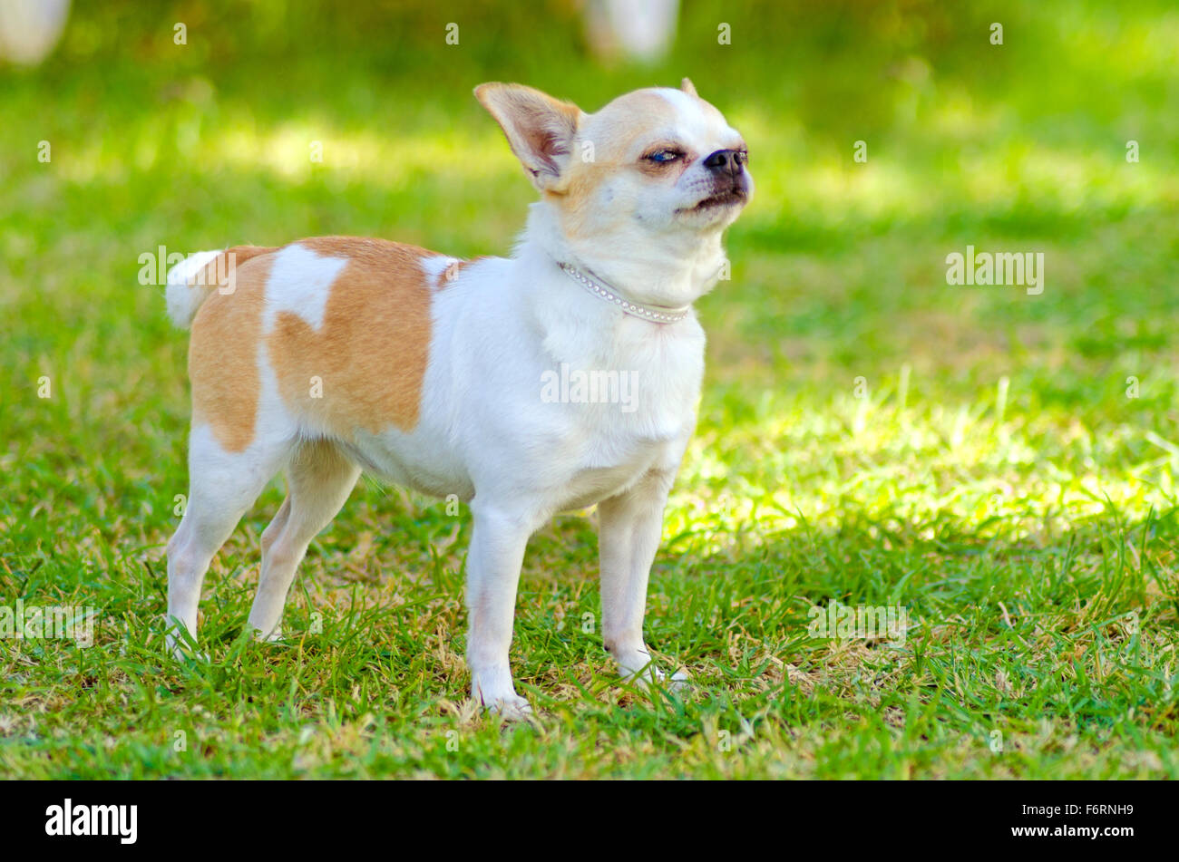 A small, young, beautiful, white, fawn, cream, short coated Chihuahua ...
