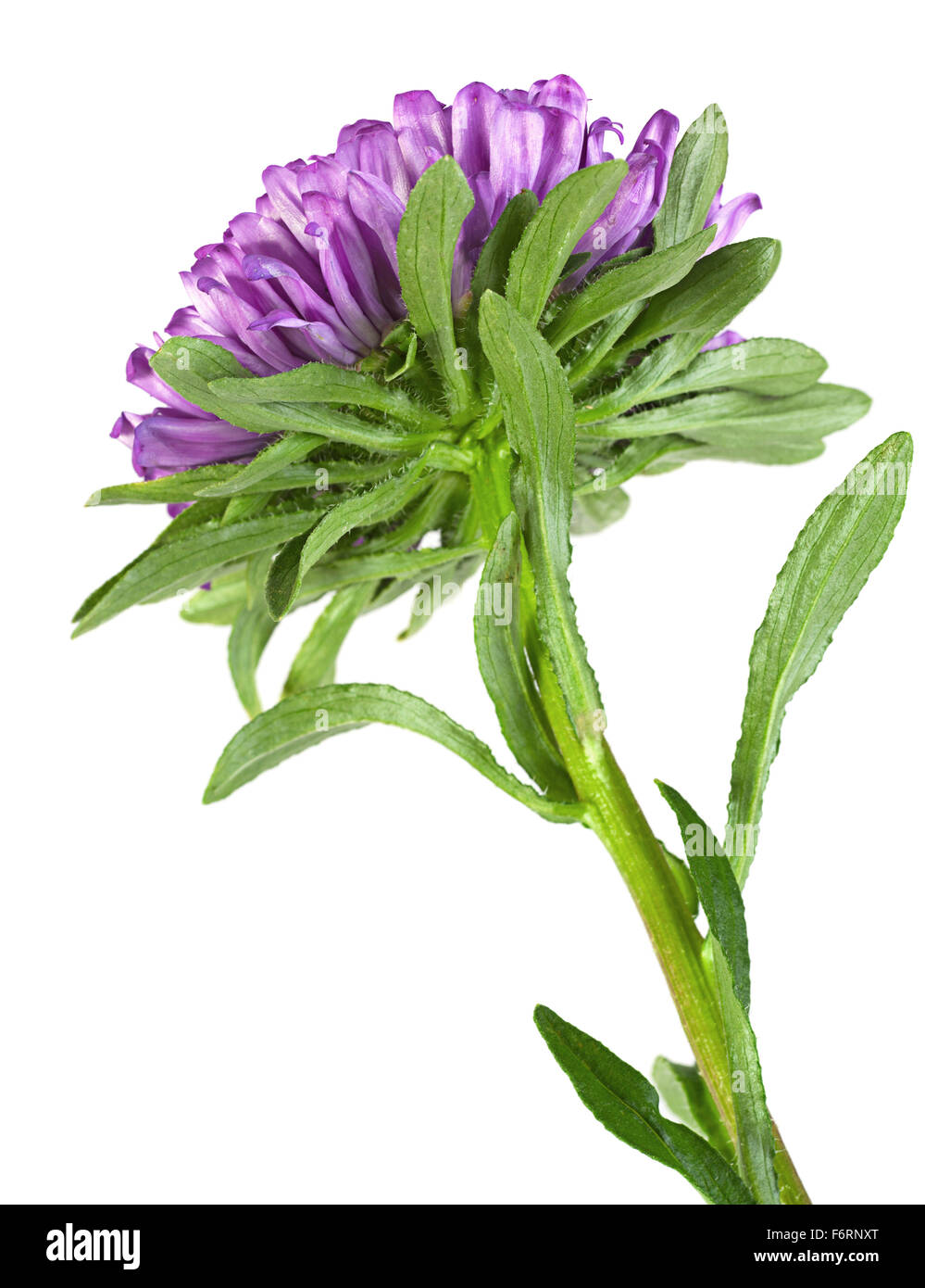 Violet aster head closeup isolated on white background Stock Photo - Alamy