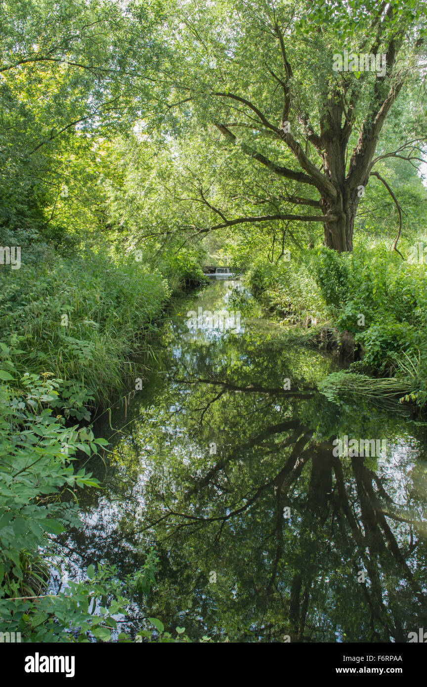 Overgrown greenery surrounding a small river with a tree casting a ...