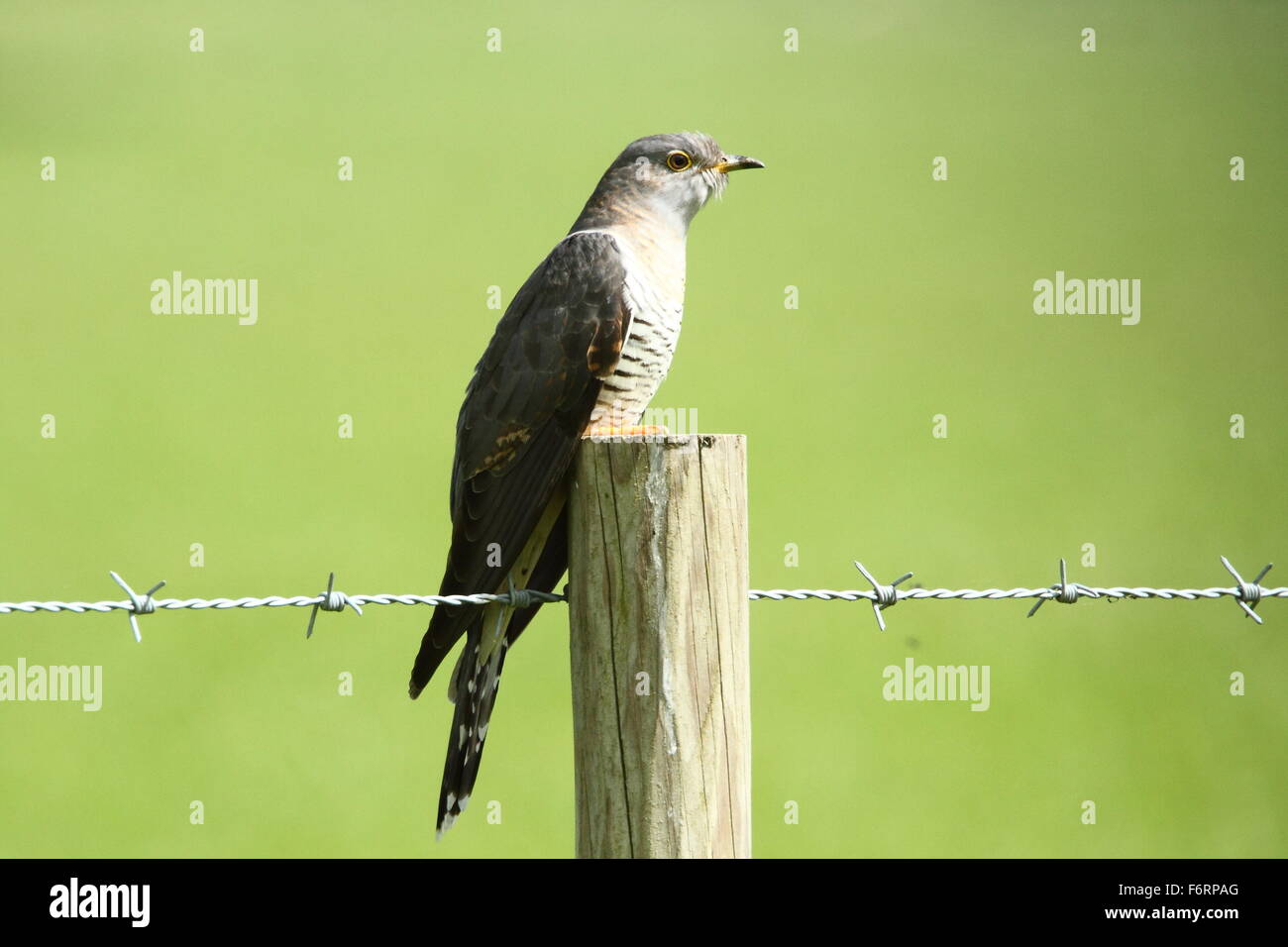 Female cuckoo hi-res stock photography and images - Alamy
