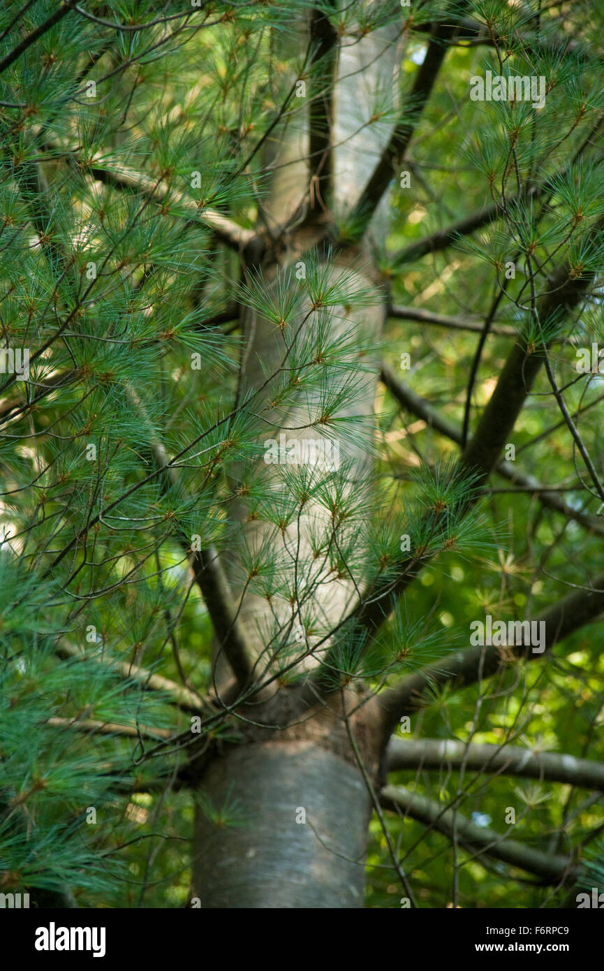 Pine tree needles Stock Photo - Alamy
