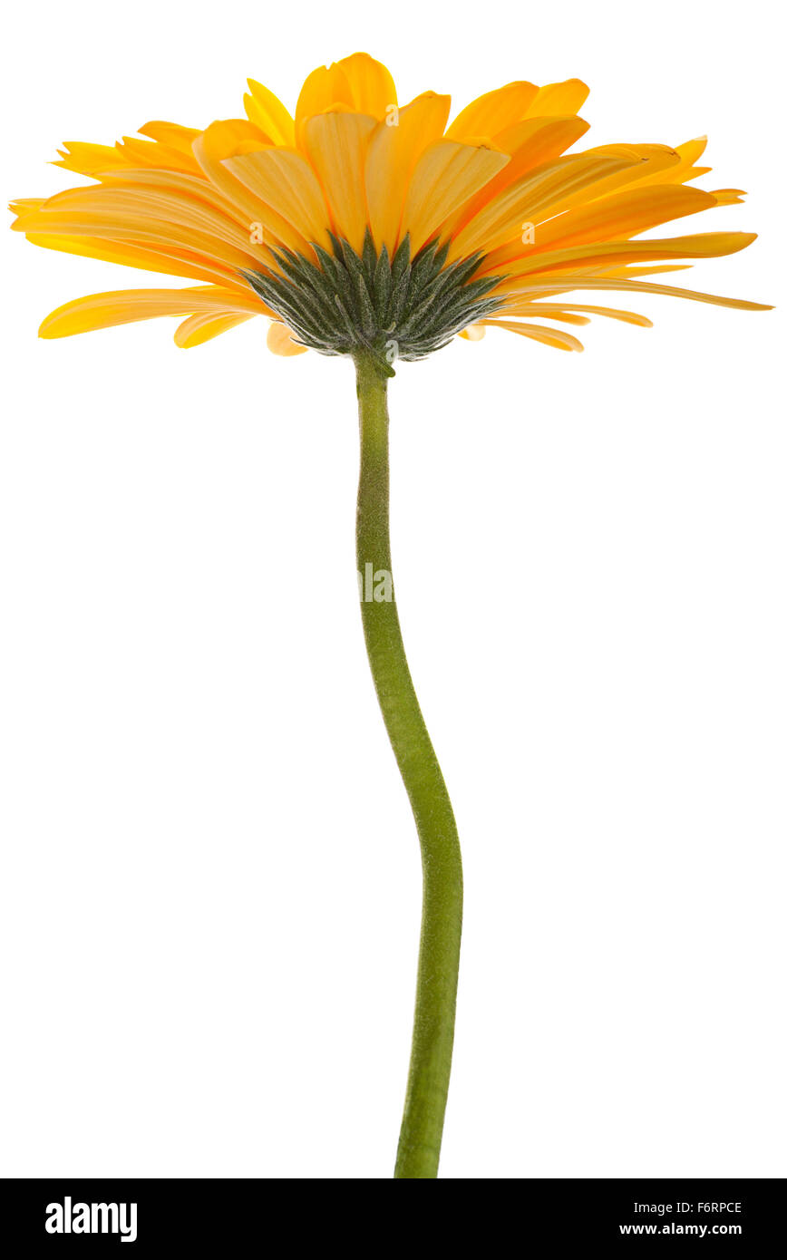 Yellow gerbera flower isolated on white background Stock Photo - Alamy