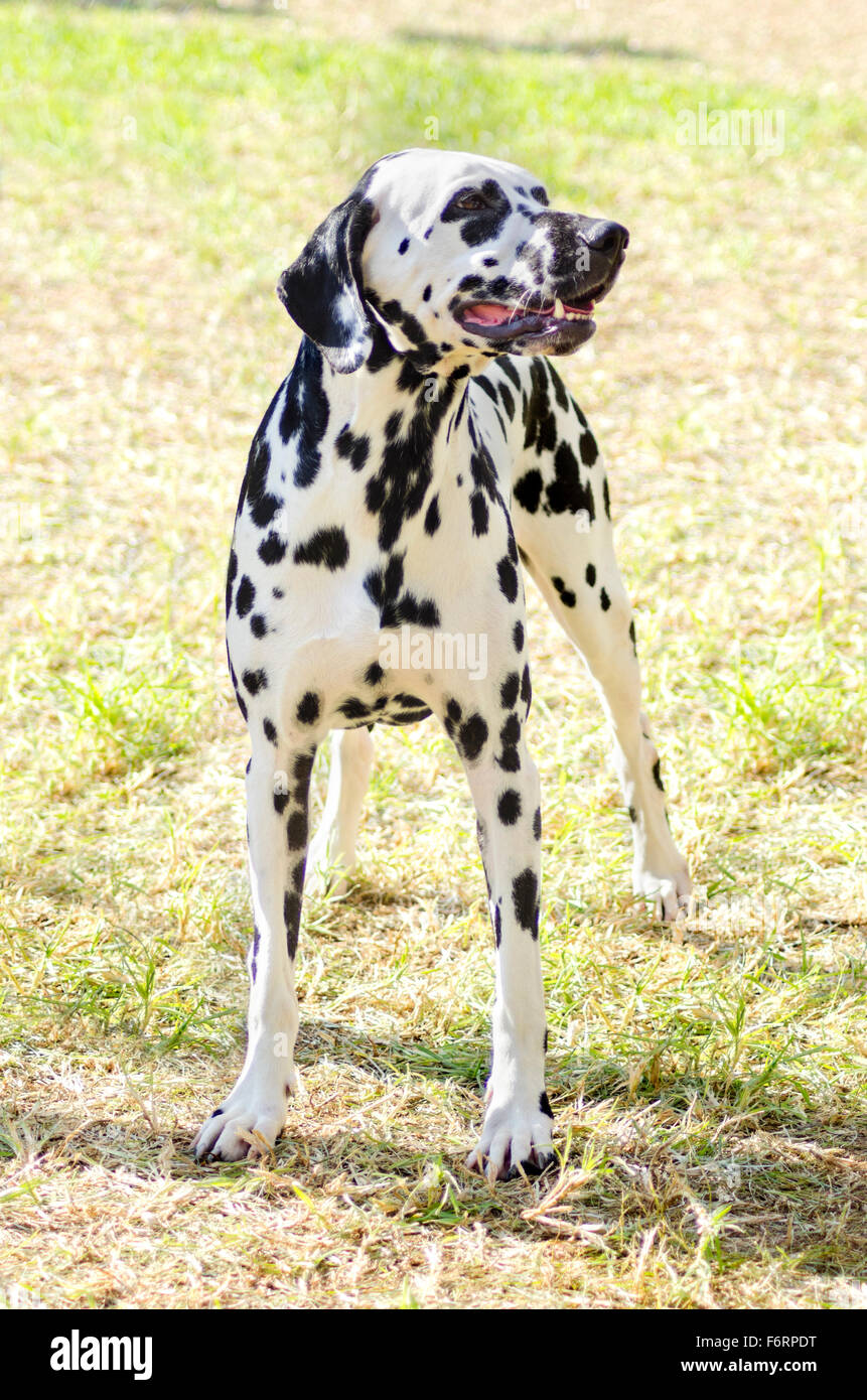 A young beautiful Dalmatian dog standing on the grass distinctive for ...