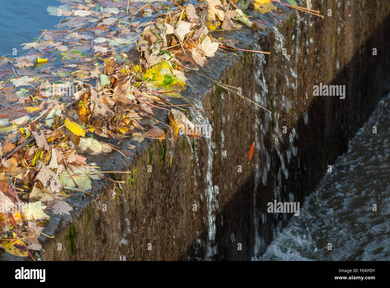 A canal overflow blocked with Autumn leaves Stock Photo - Alamy