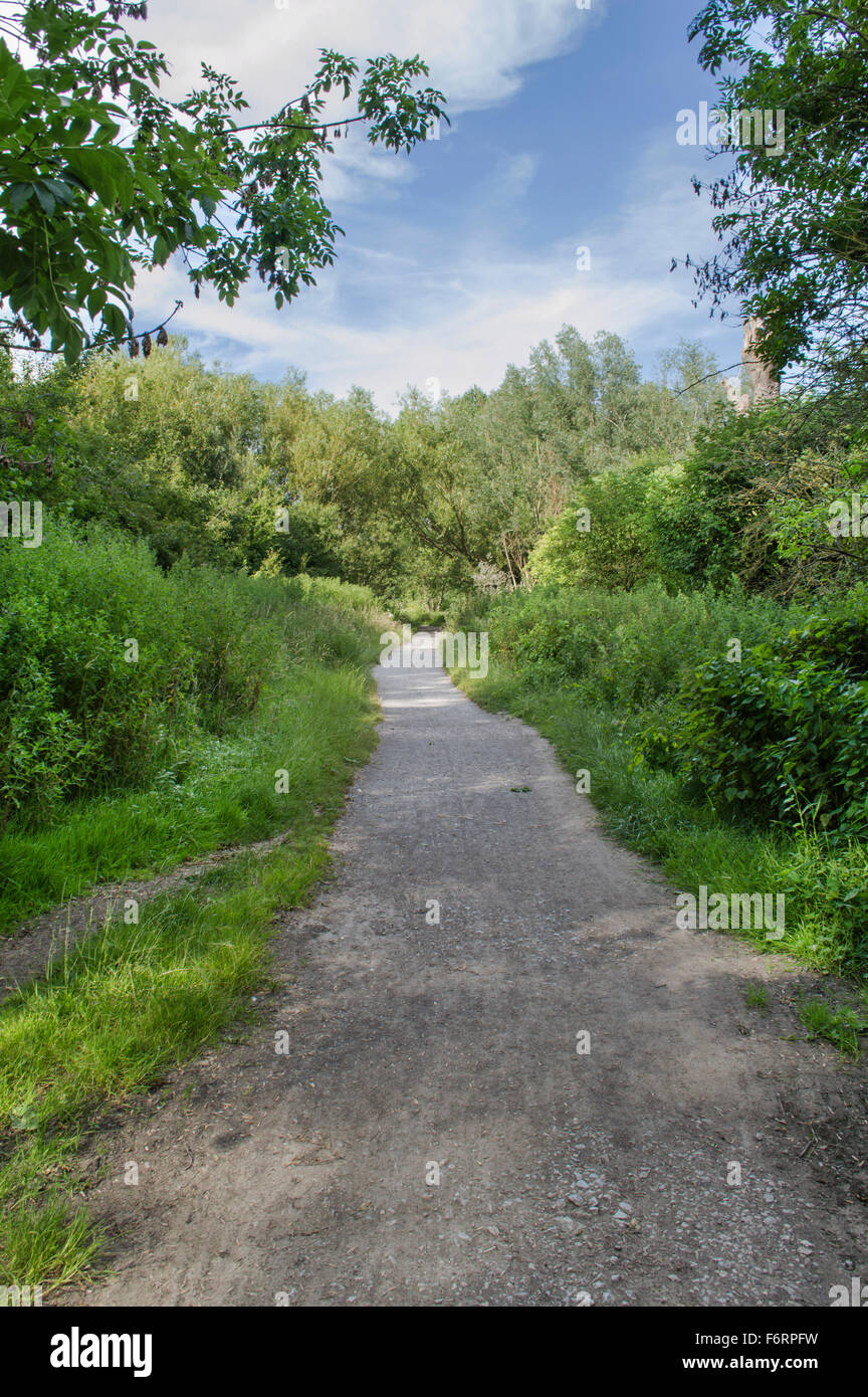 a landscape image of a pathway surrounded by bright green overgrown ...