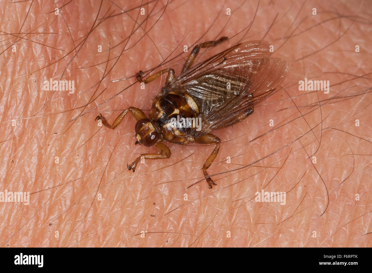 Hippobosca hi-res stock photography and images - Alamy