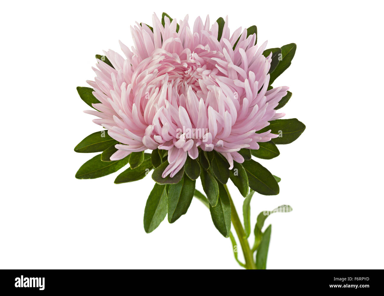 Pink aster flower head closeup isolated on white background Stock Photo ...