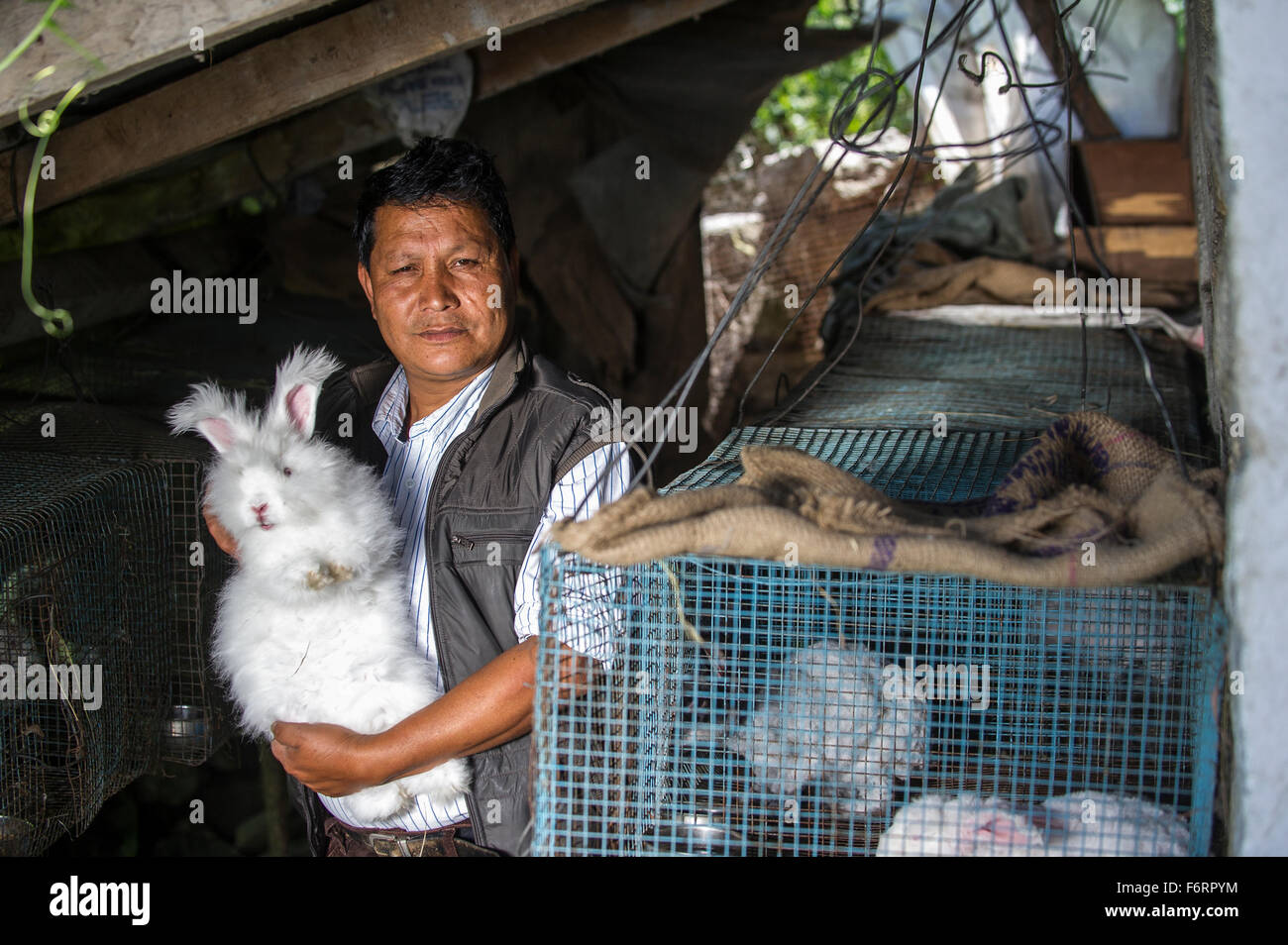 A man holds up one of his Angora rabbits in the Himalayan town of ...