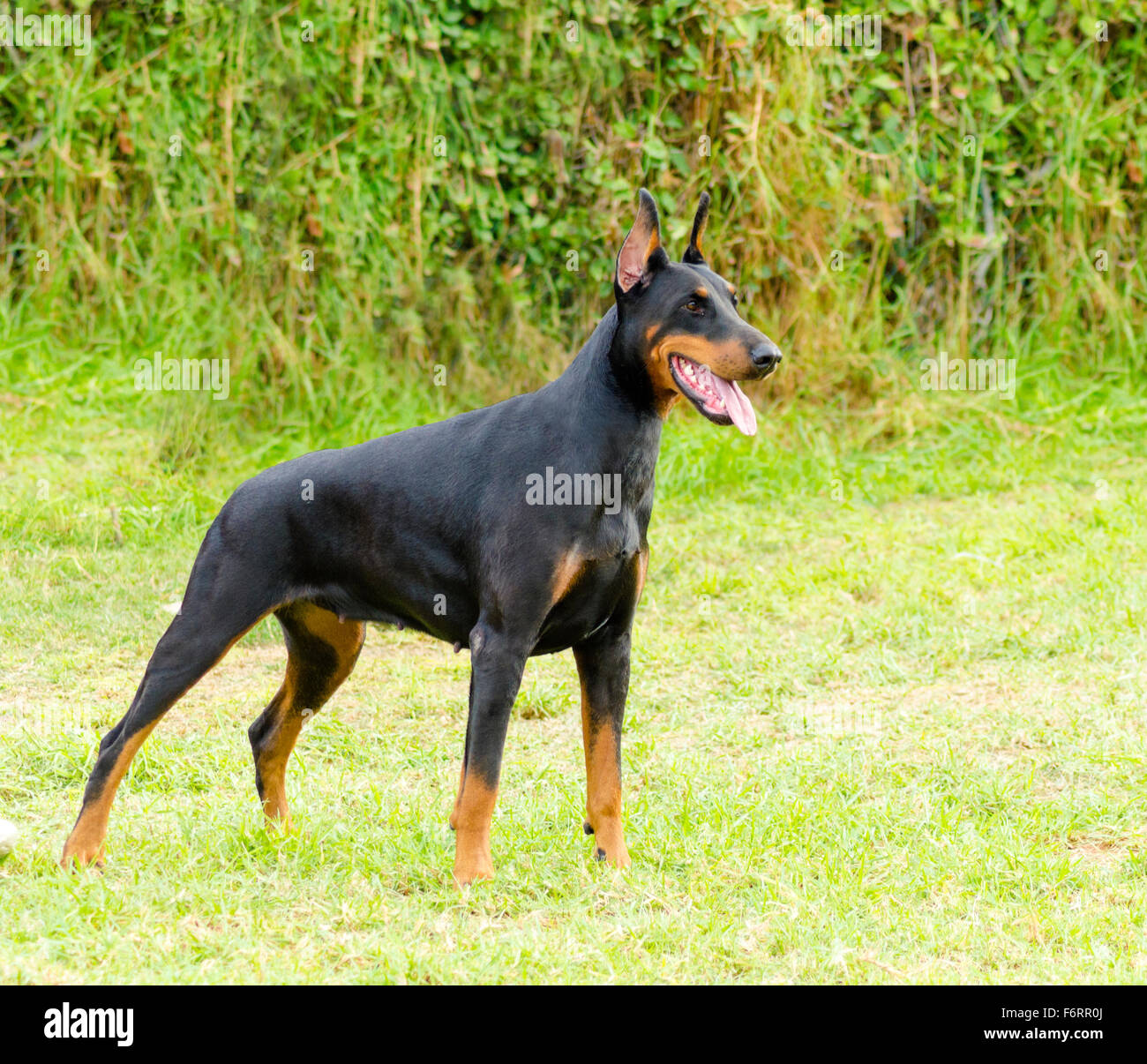 A young, beautiful, black and tan Doberman Pinscher standing on the ...