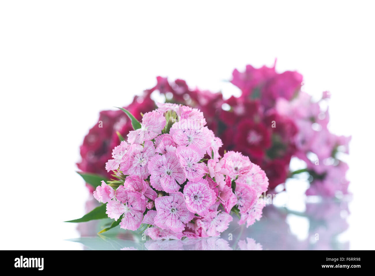 bright bouquet of carnations on a white background Stock Photo - Alamy