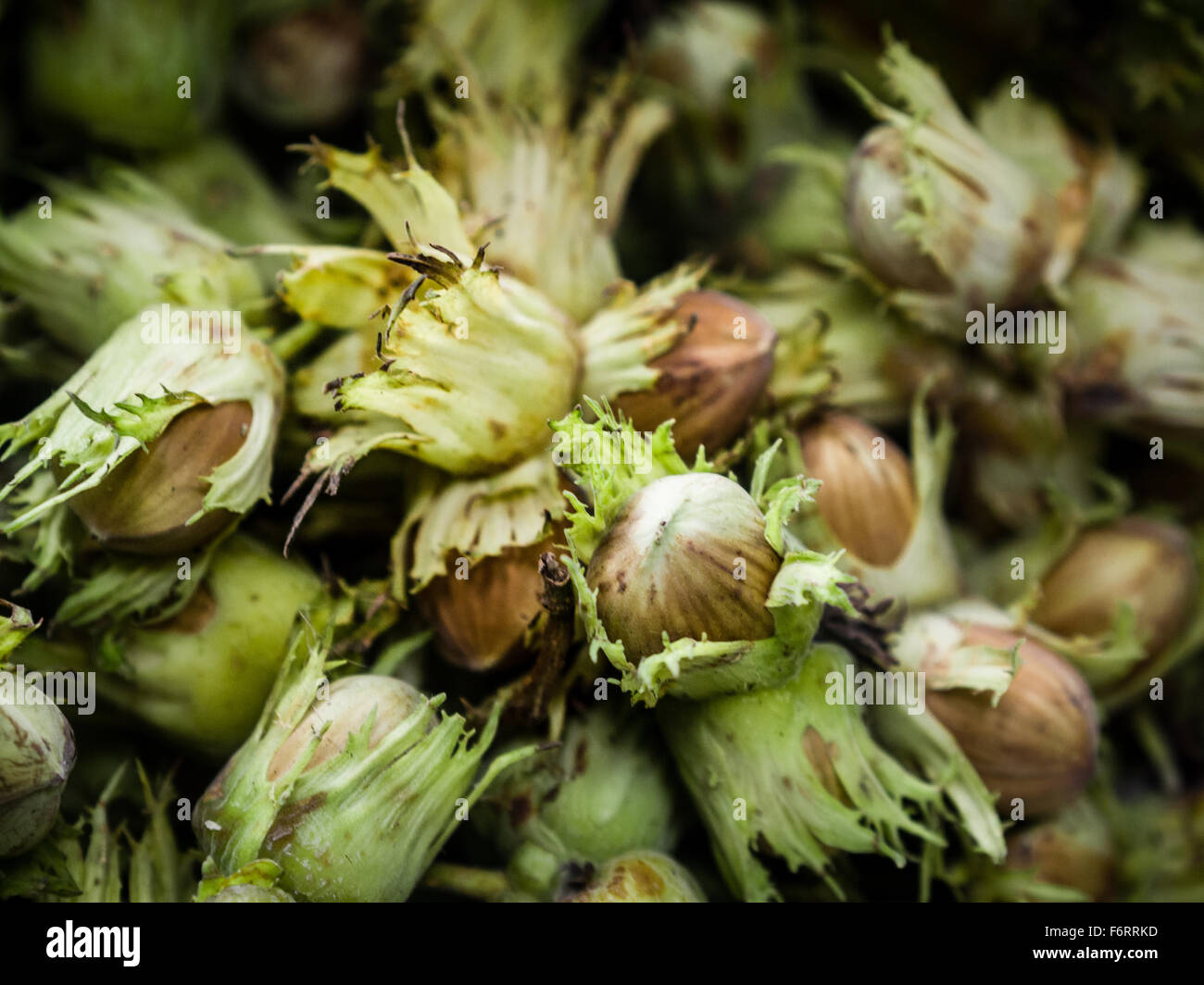 Freshly picked Kentish cobnuts, still in their green husks. These nuts ...