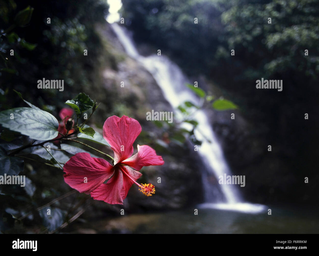 Flowering Hibiscus. Biausevu waterfall (also known as Savu Na Mate Laya ...