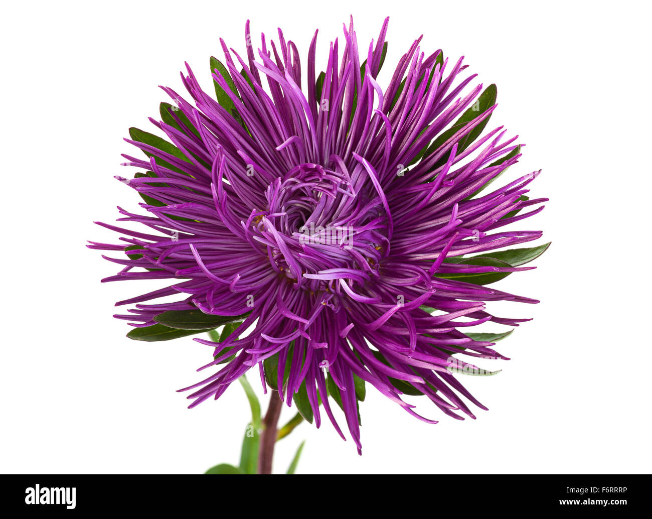 Violet aster head closeup isolated on white background Stock Photo - Alamy