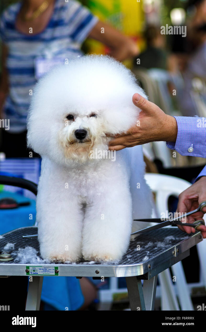 Bichon Poodle Stock Photos & Bichon Poodle Stock Images - Alamy