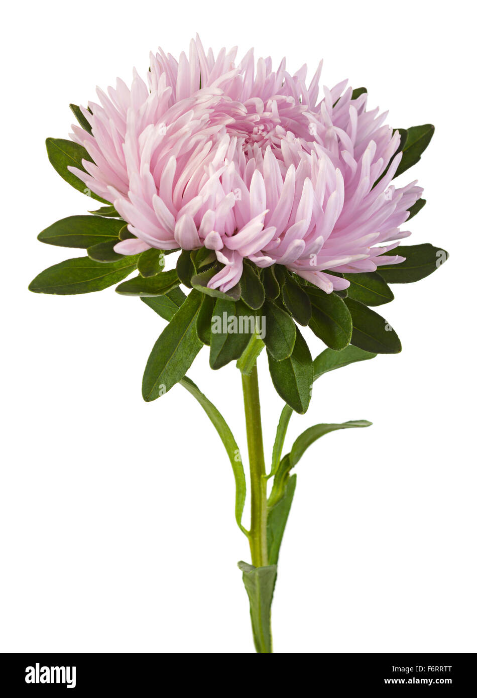 Pink aster flower head closeup isolated on white background Stock Photo ...