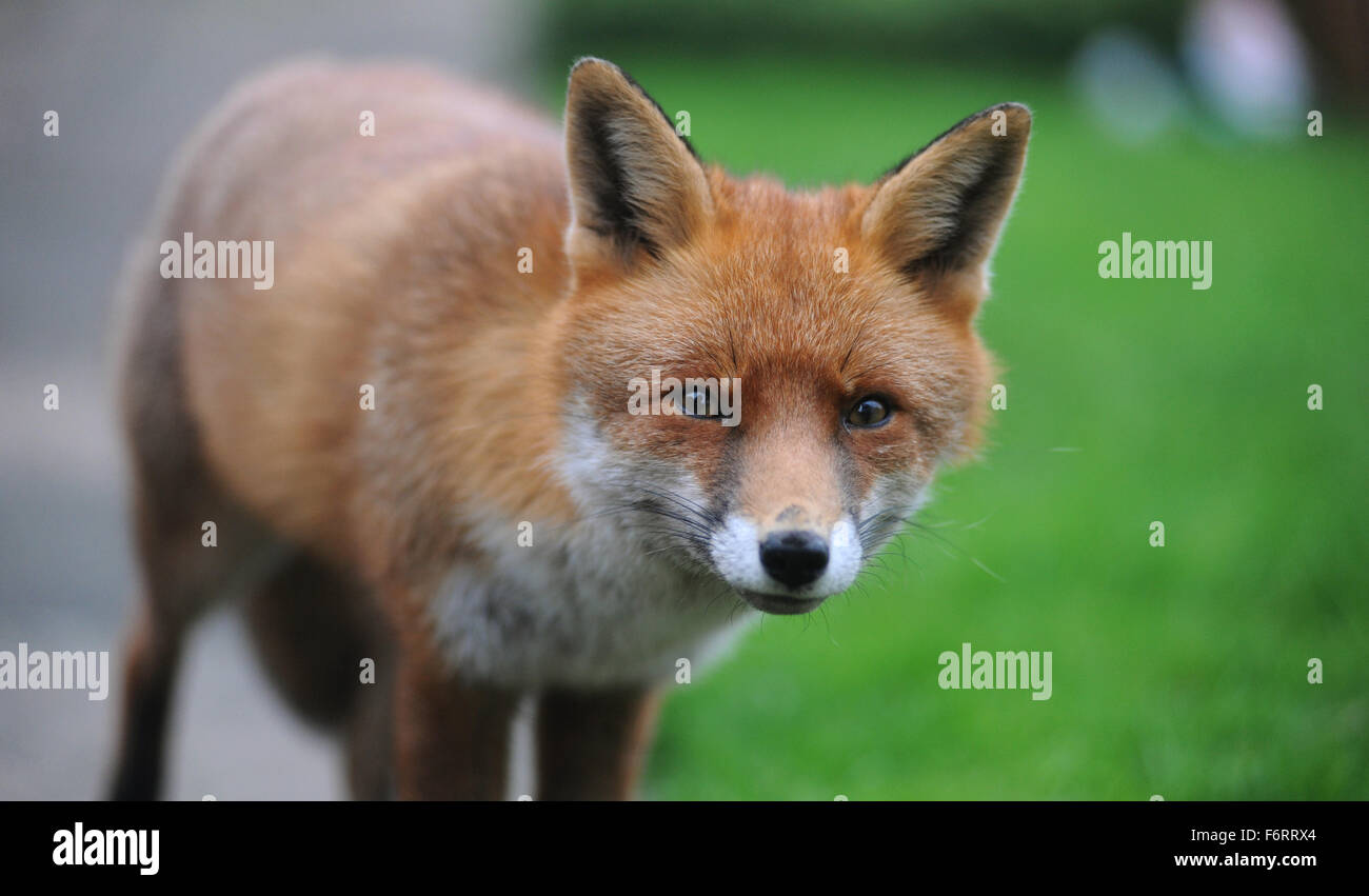 Growling fox hi-res stock photography and images - Alamy
