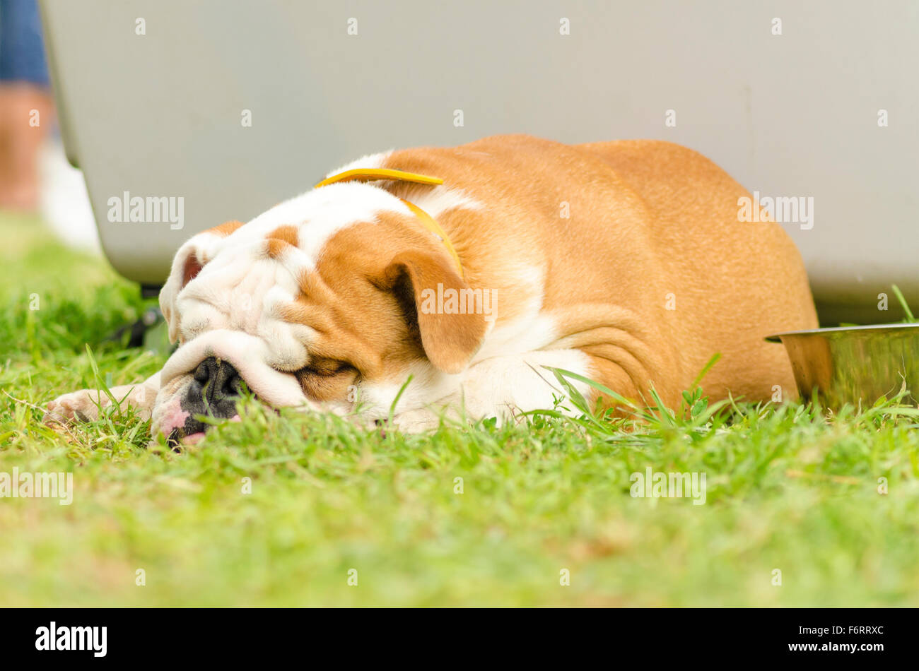 A small, young, beautiful, brown and white English Bulldog lying down ...