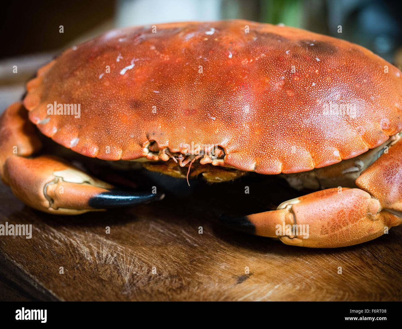 Whole cooked hen crab in kitchen setting Stock Photo - Alamy