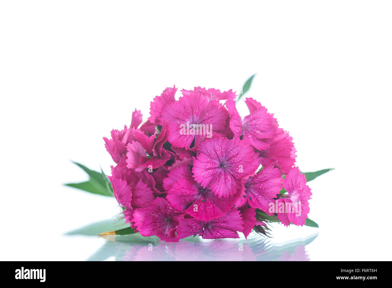 bright bouquet of carnations on a white background Stock Photo - Alamy