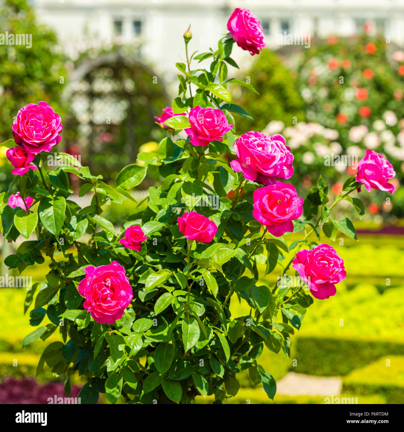 Square bush hi-res stock photography and images - Alamy