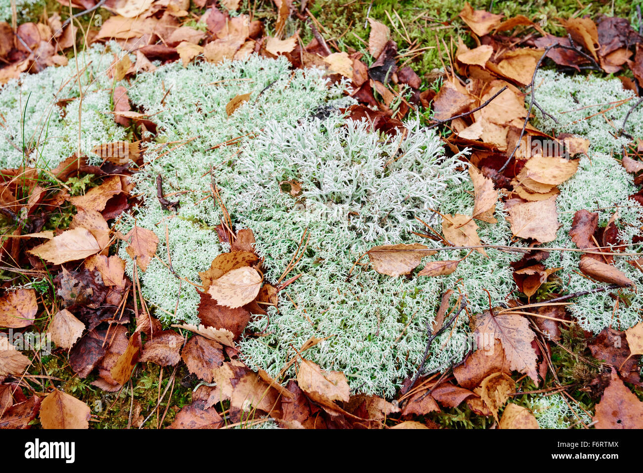 Taiga moss hi-res stock photography and images - Alamy