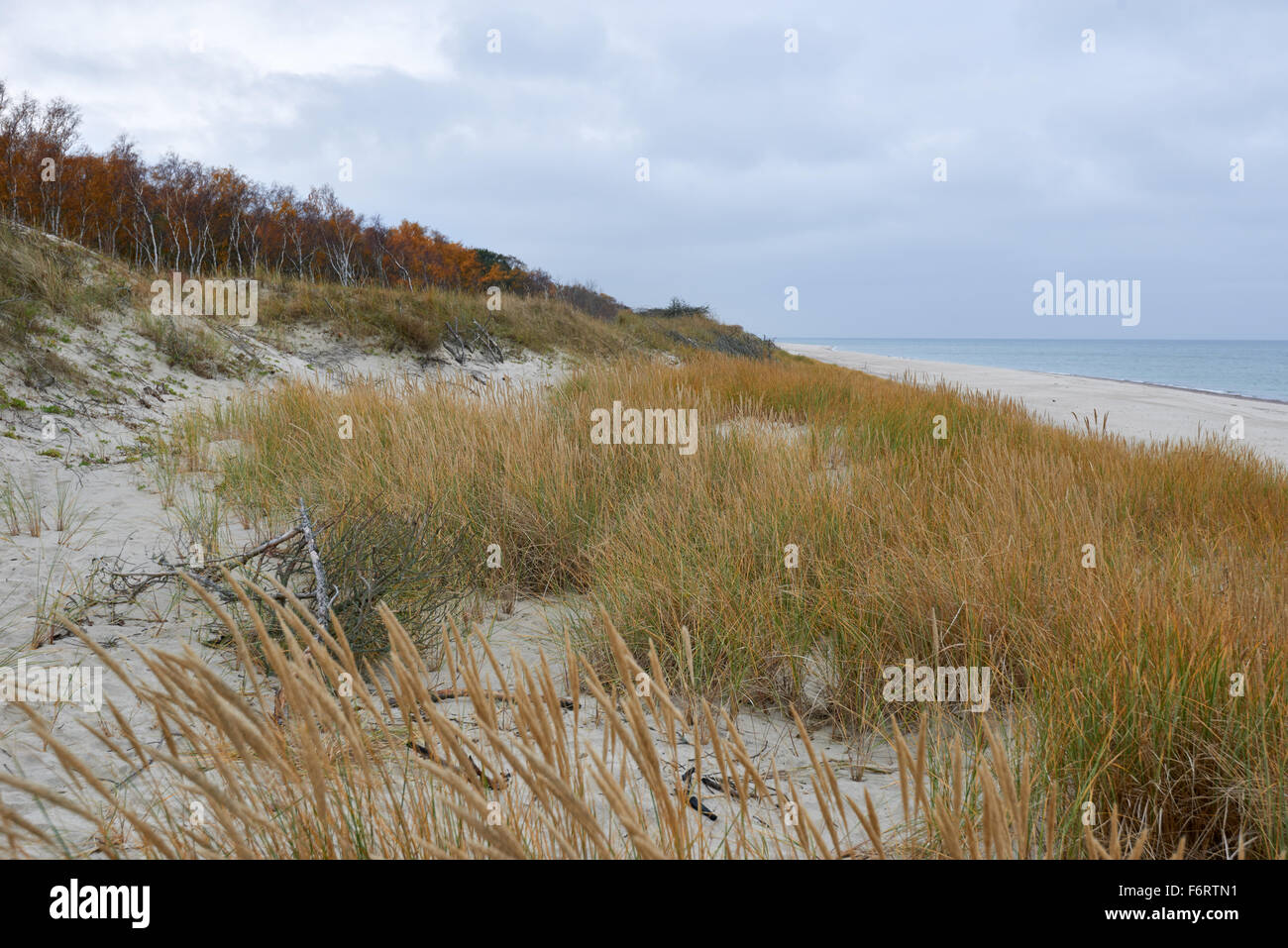 Curonian spit, vegetation of sand dunes in autumn Stock Photo - Alamy