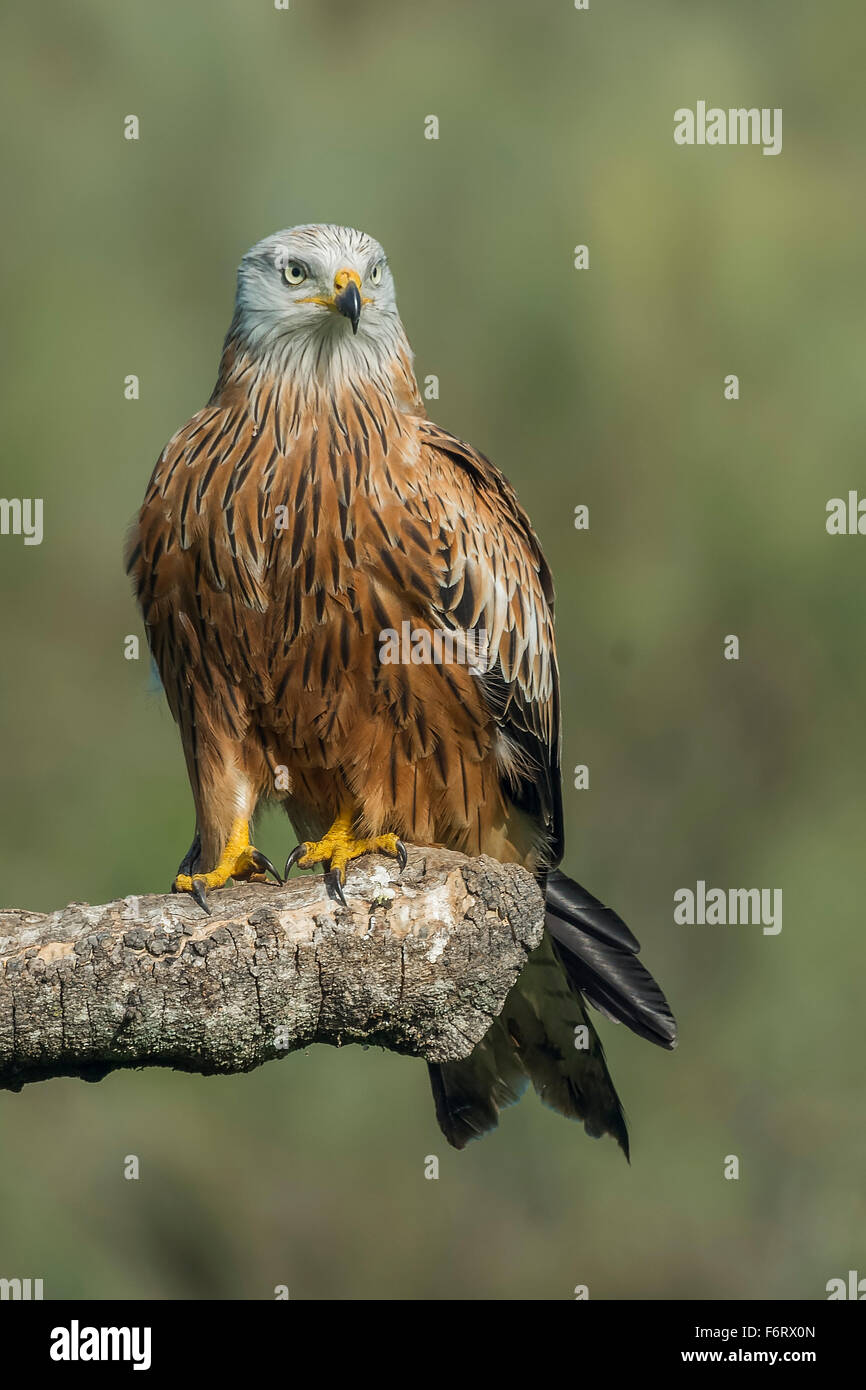 Red on beak hi-res stock photography and images - Alamy