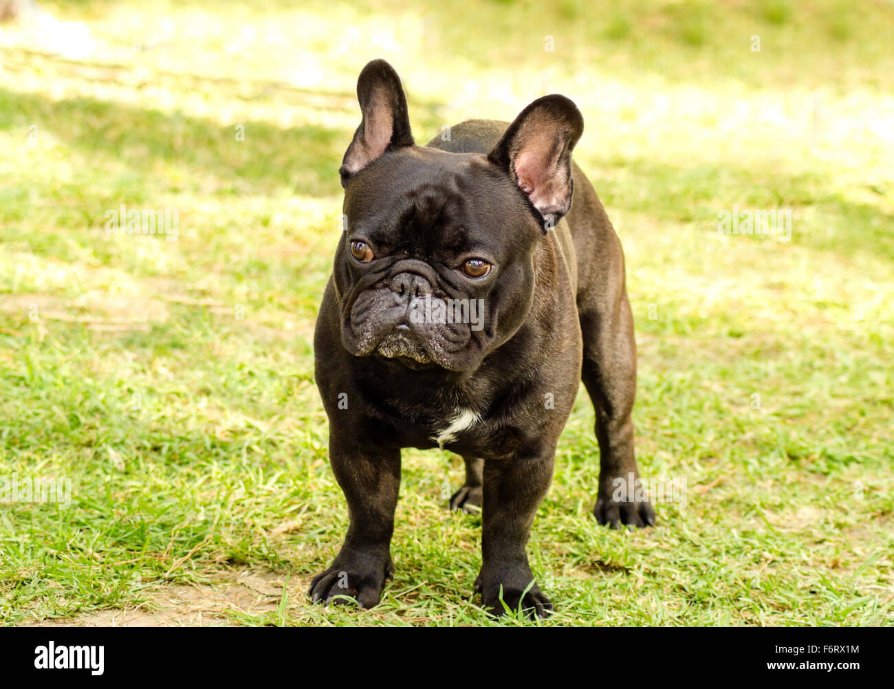 A small,young,beautiful,black French Bulldog standing on the lawn ...