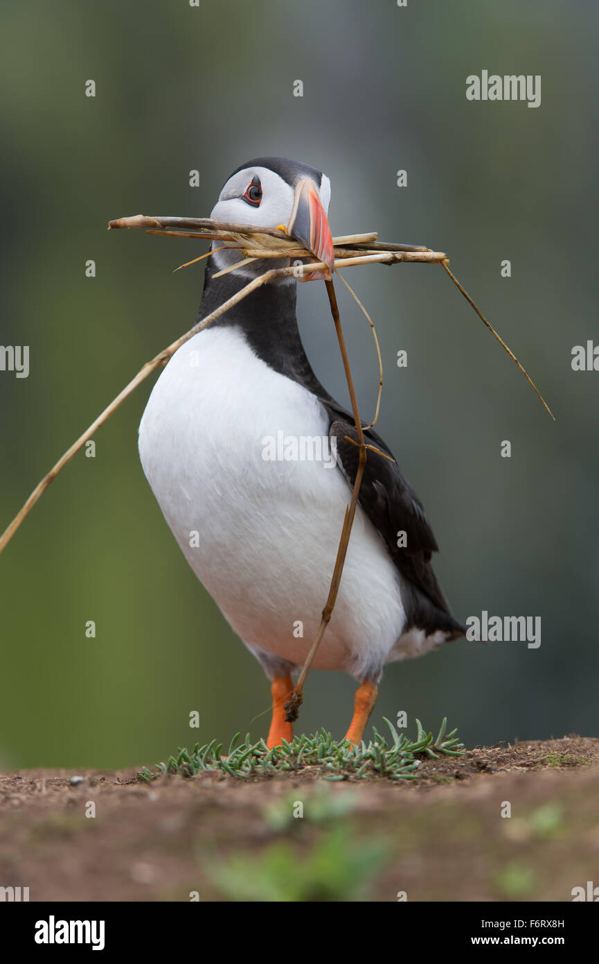 Arctica alca hi-res stock photography and images - Alamy