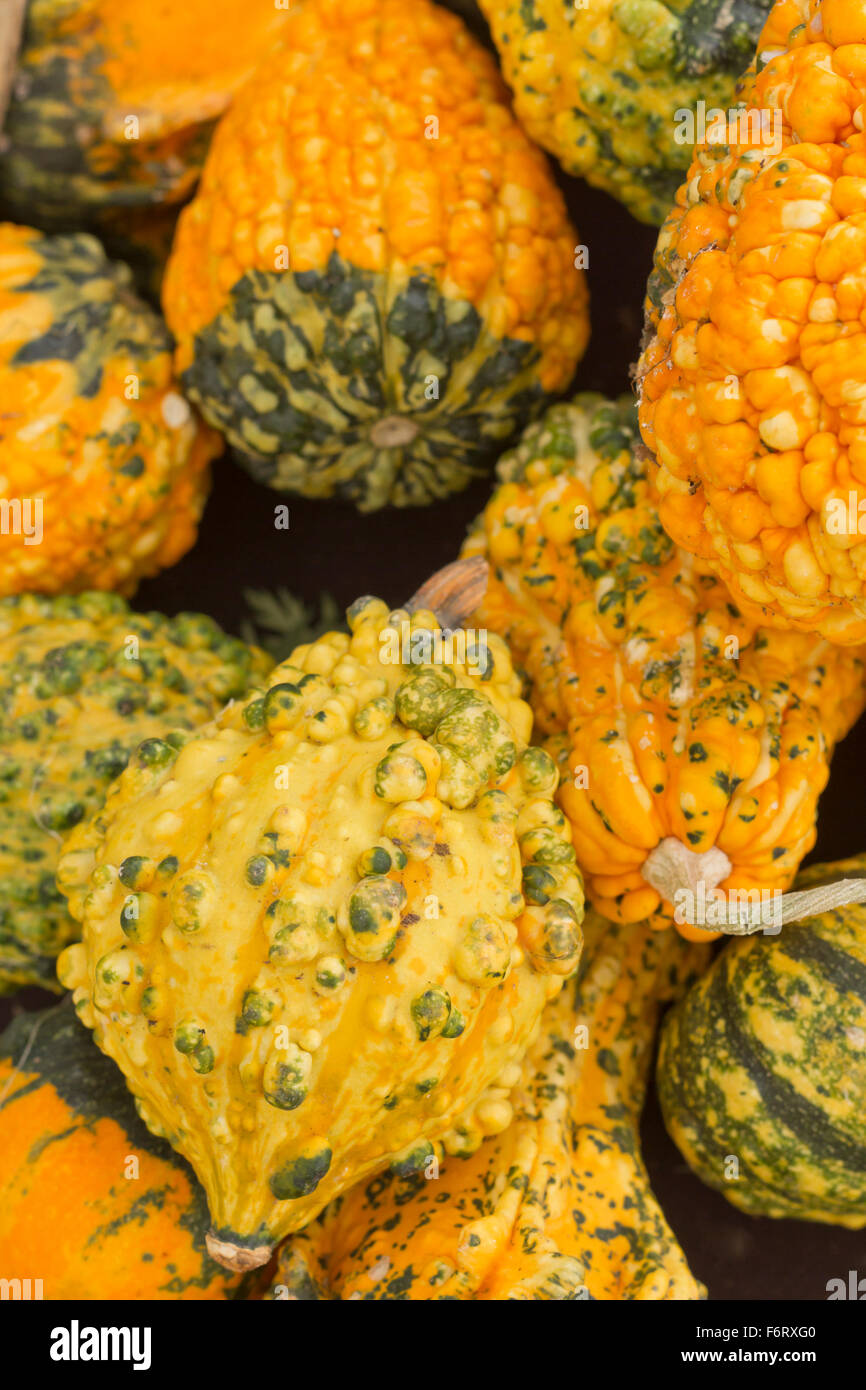 Bumpy gourds hi-res stock photography and images - Alamy