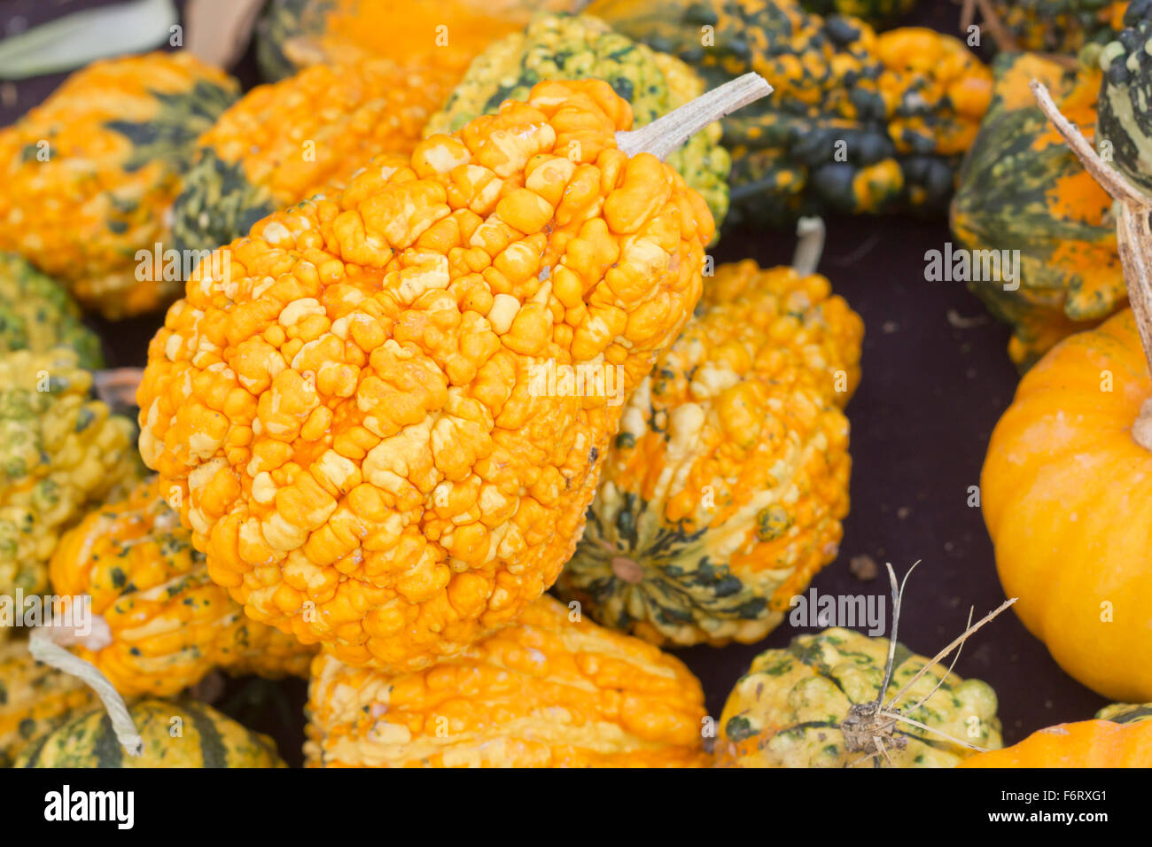 Bumpy gourds hi-res stock photography and images - Alamy