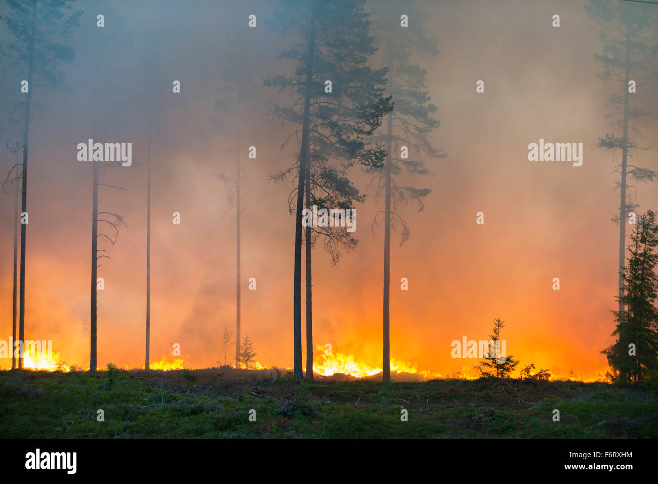 Sweden forest fire hi-res stock photography and images - Alamy