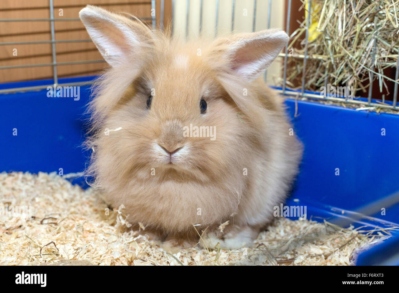 Golden rabbit hi-res stock photography and images - Alamy