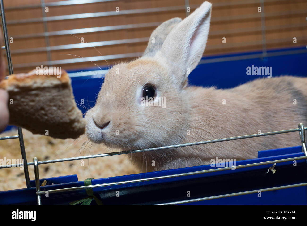 Golden rabbit in a blue cage. Domestic cute pet for children Stock ...