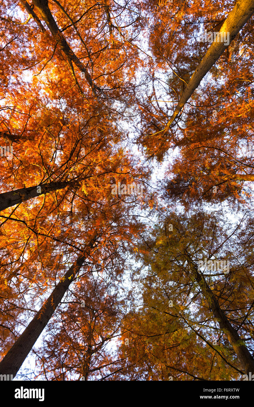 Autumn colors at the park in a beautiful day of November, Varese Stock ...