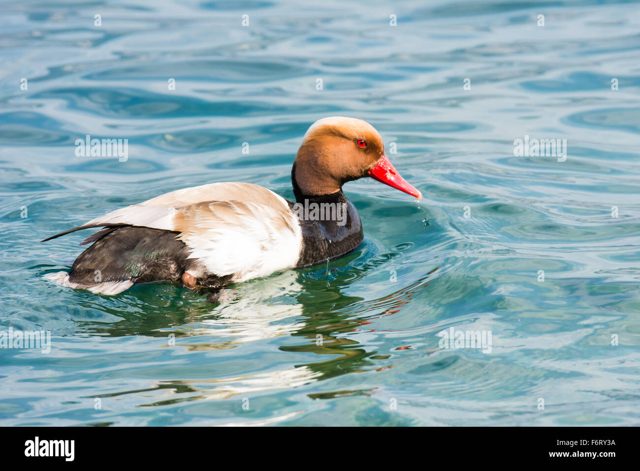 Red beak duck hi-res stock photography and images - Alamy
